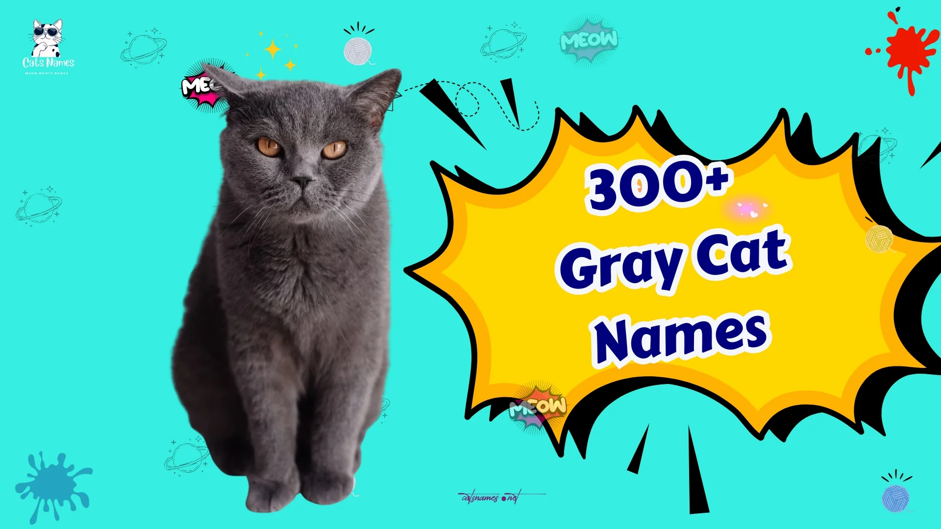 300+ Gray Cat Names That'll Make You Fall in Love 🐱💙